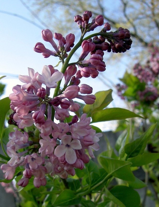 Early Spring – Planting Lilacs ~ More Tips! - Heritage Hill Nursery, Inc