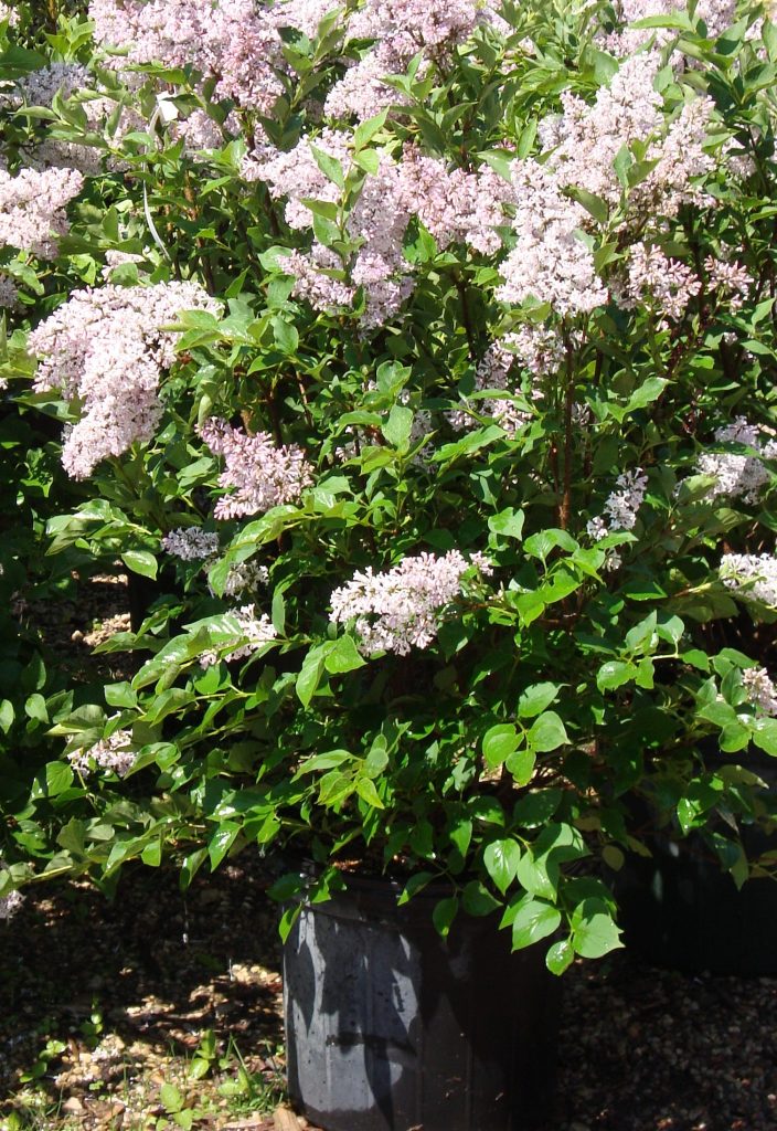 Miss Kim Lilac - Heritage Hill Nursery, Inc