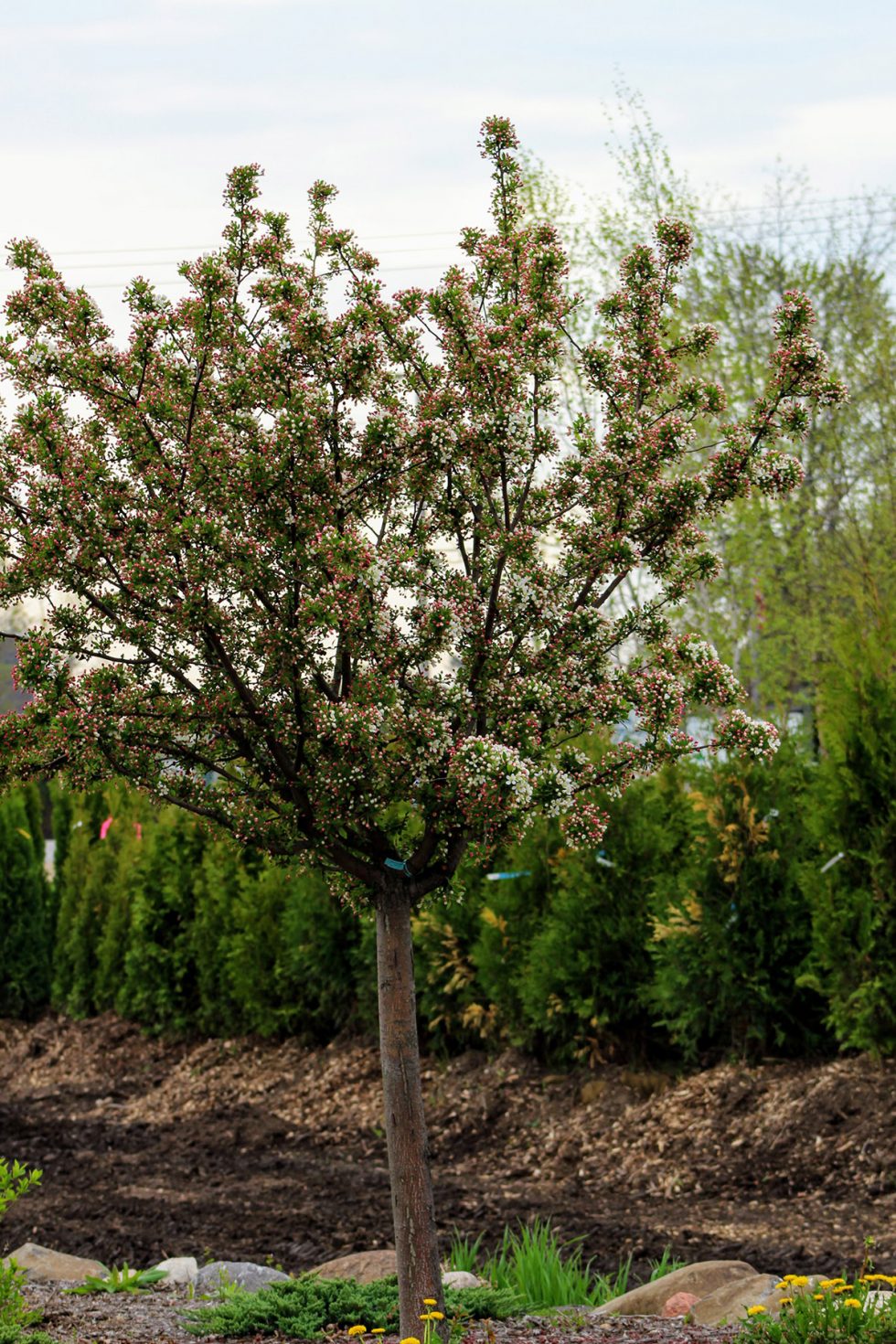 Lollipop* Crabapples - Heritage Hill Nursery, Inc