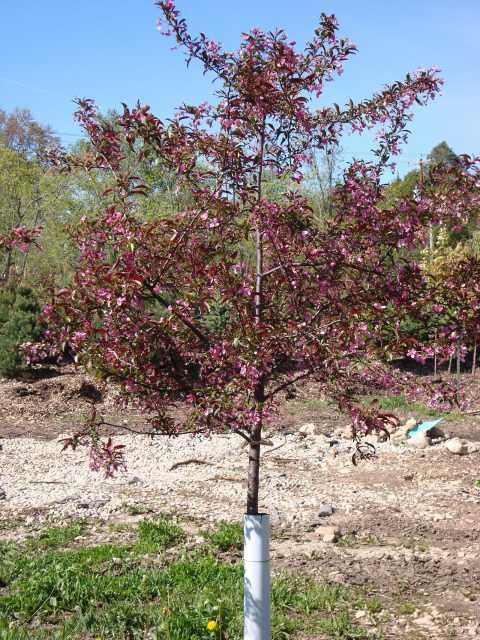 Purple Prince Crabapple - Heritage Hill Nursery, Inc