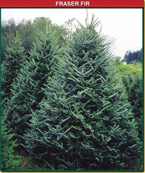 FRASER FIR - Heritage Hill Nursery, Inc