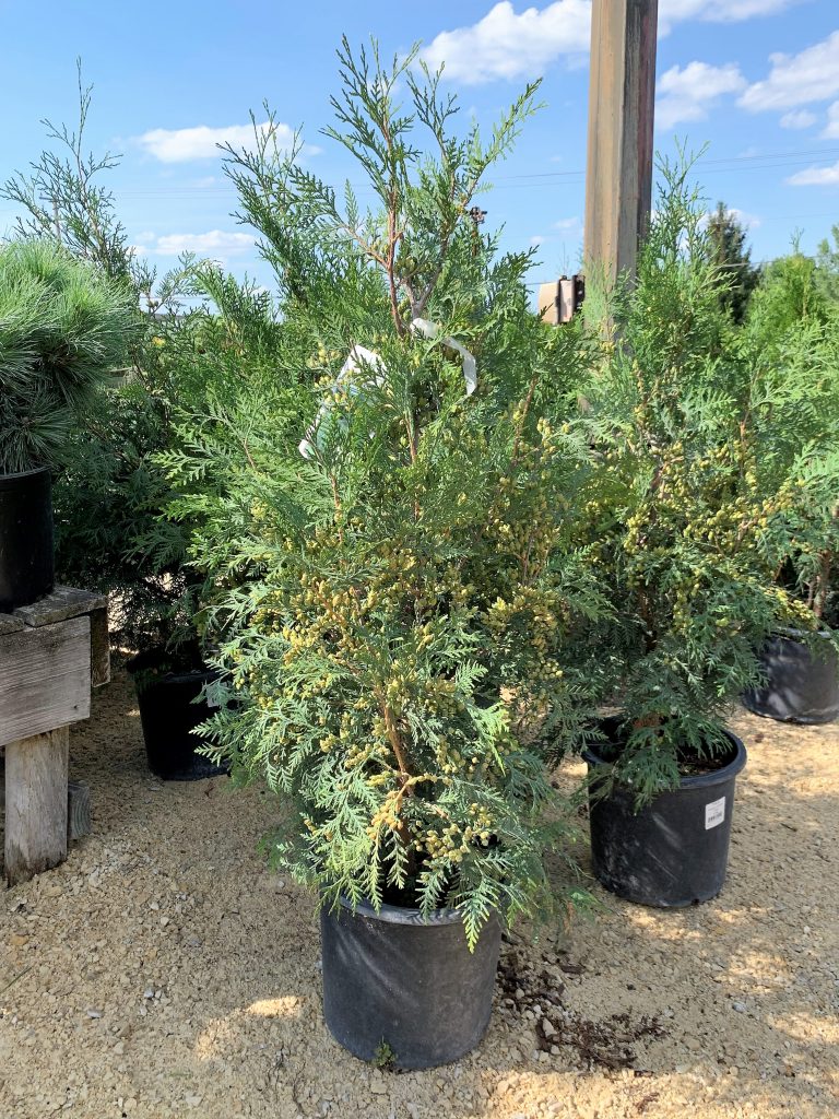 Full Speed A Hedge American Pillar Arborvitae - Heritage Hill Nursery, Inc