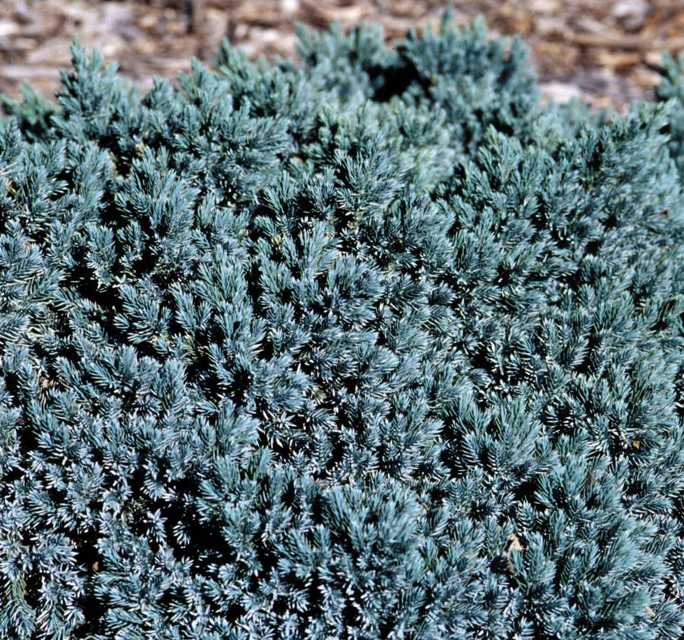 Blue Star Juniper - Heritage Hill Nursery, Inc