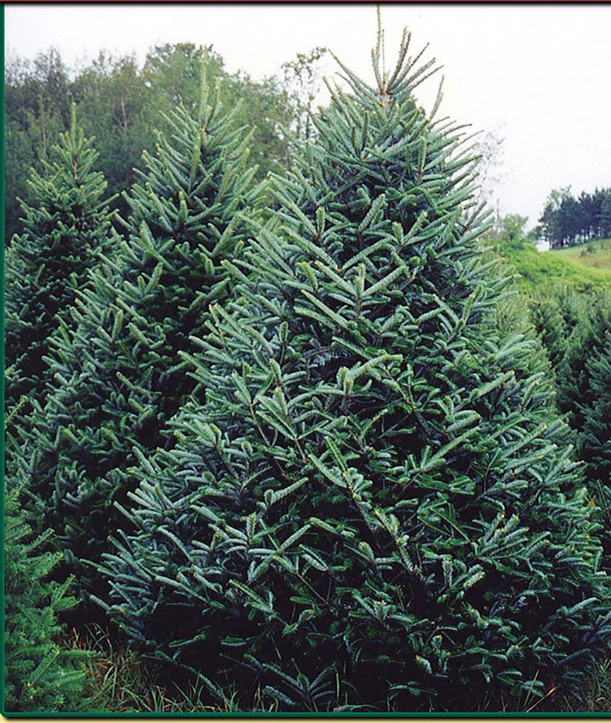 Different Grades of Xmas Trees: - Heritage Hill Nursery, Inc