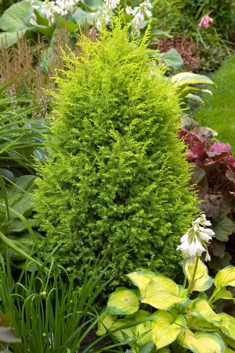 Gold Cone Juniper - Heritage Hill Nursery, Inc