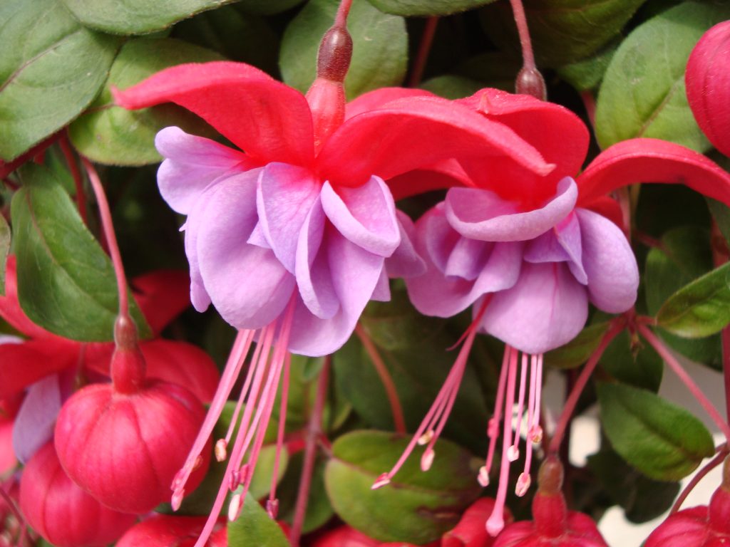Trailing Fuchsia - Heritage Hill Nursery, Inc