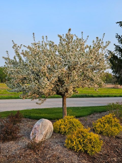 Firebird Crabapple - Heritage Hill Nursery, Inc