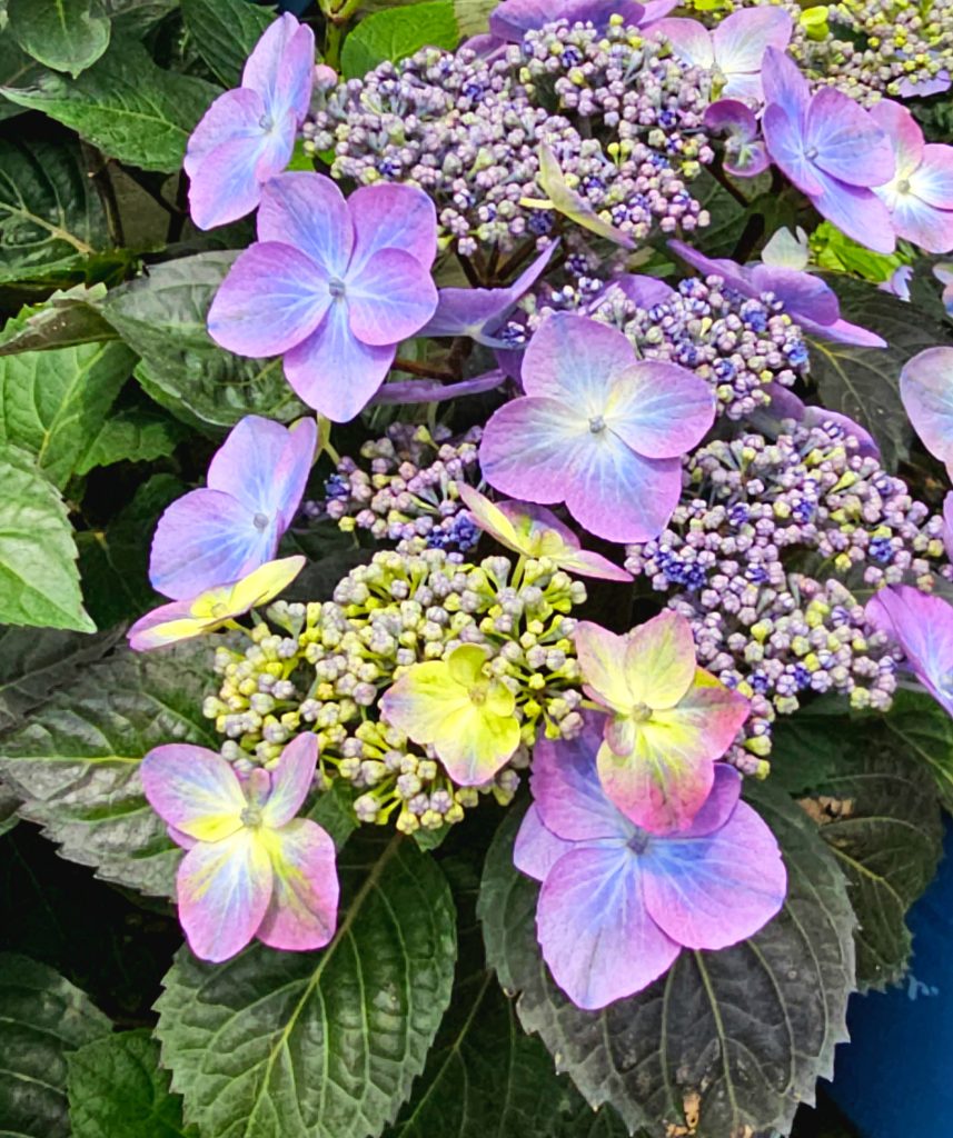 Popstar Hydrangea - Heritage Hill Nursery, Inc