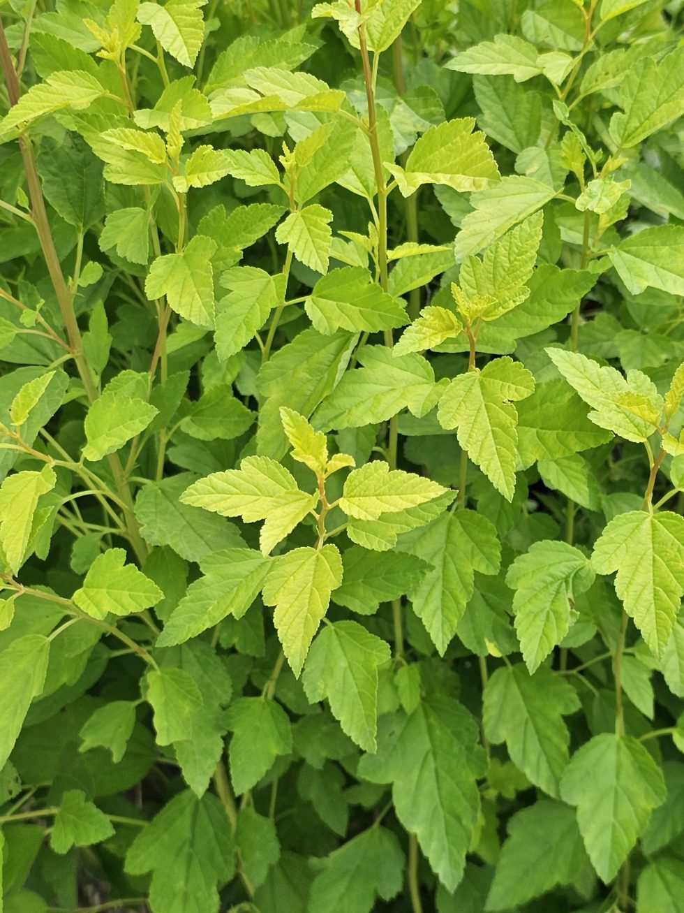 Lucky Devil Ninebark - Heritage Hill Nursery, Inc