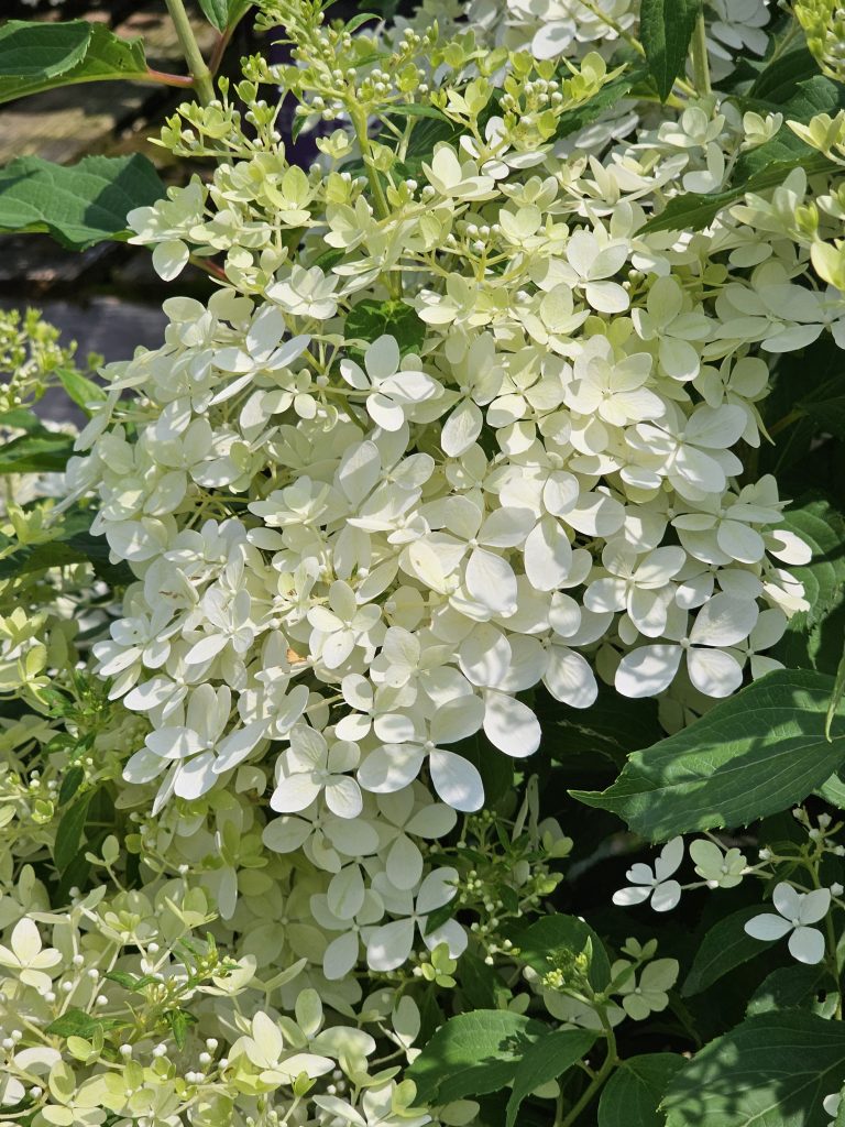 Puffer Fish Hydrangea-bush - Heritage Hill Nursery, Inc