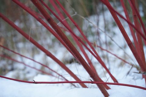 Red Twig Dogwood - Heritage Hill Nursery, Inc