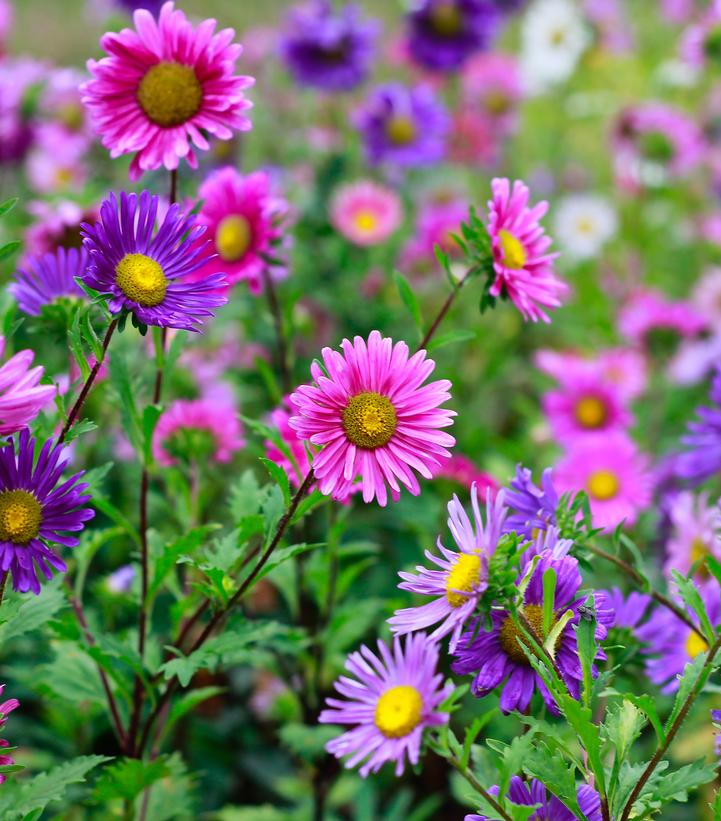 ASTER `MEDLEY MIX` - Heritage Hill Nursery, Inc